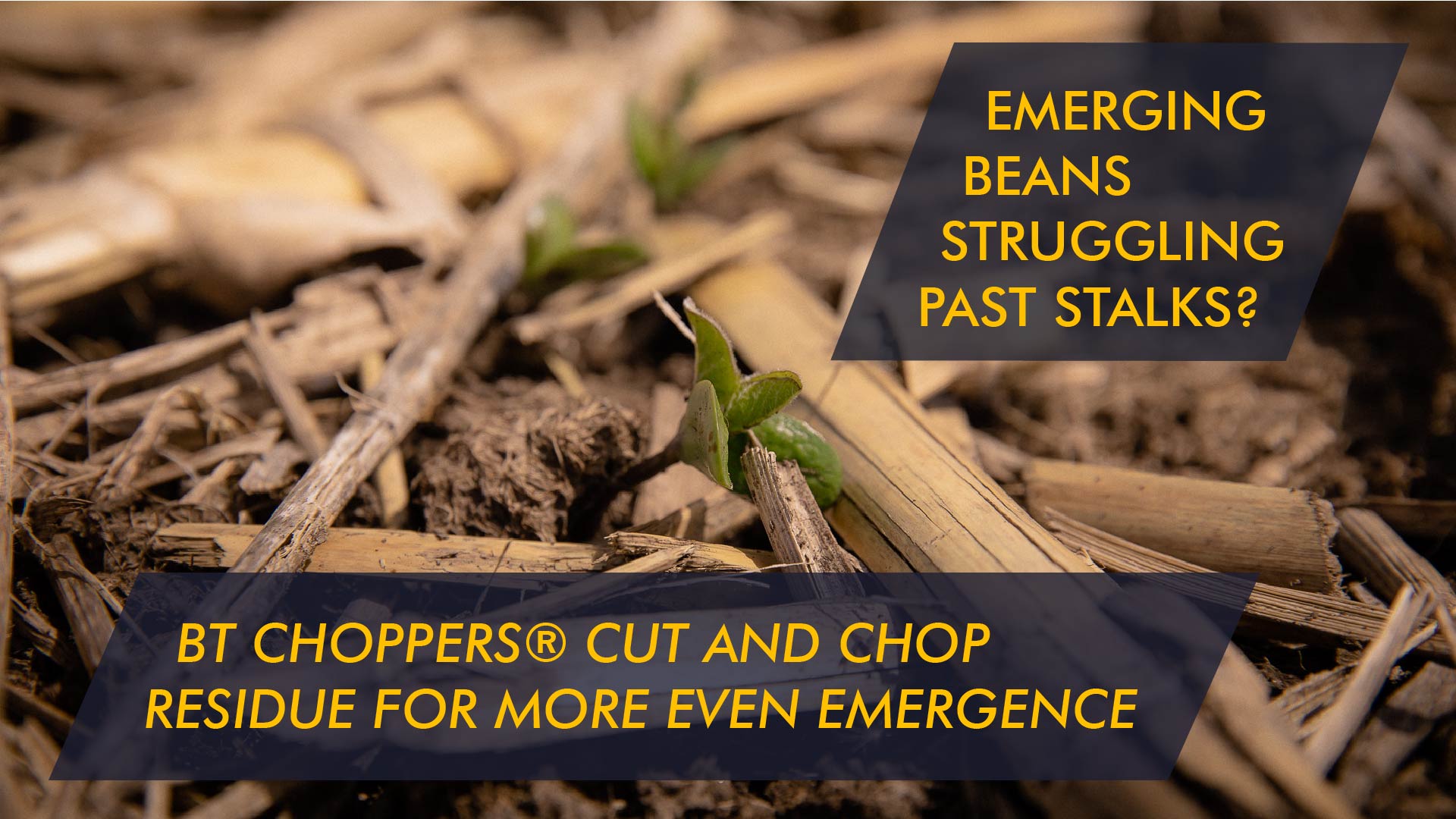 Solve Emergence Problems from Corn Residue Blocking first leaves